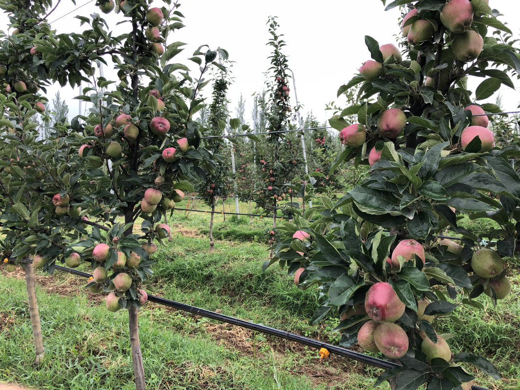 Jain Irrigation Systems | Shop Online | JISL Sprinklers & Drip Kits