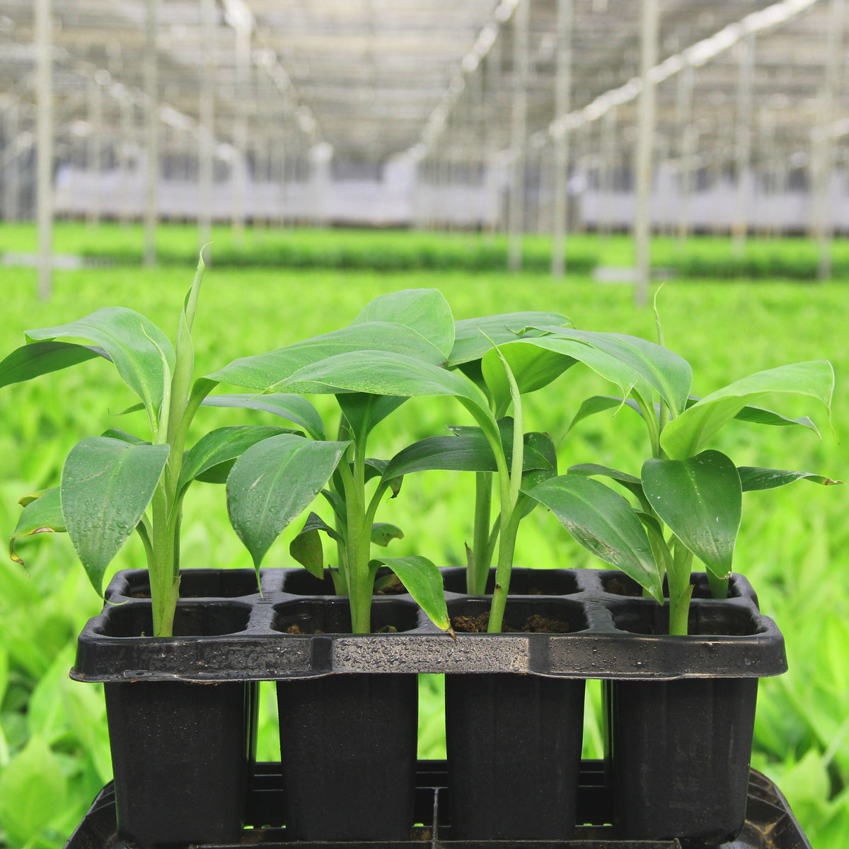 Jain Irrigation Systems | Shop Online | JISL Sprinklers & Drip Kits