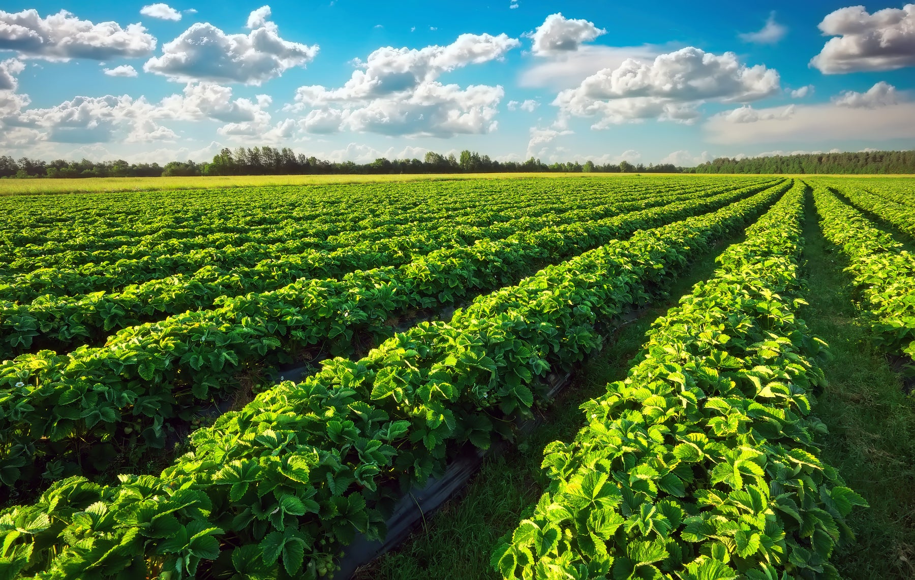 Jain Irrigation Systems | Shop Online | JISL Sprinklers & Drip Kits